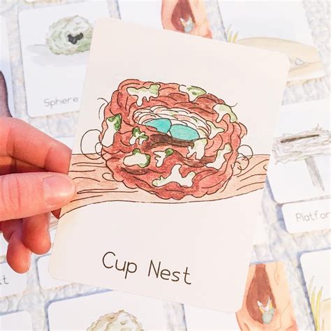 Bird Nests Poster And 3 Part Cards Etsy