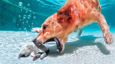 Animals Helping Each Other
