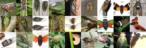 Cicadas By Continent And Country Cicada Mania