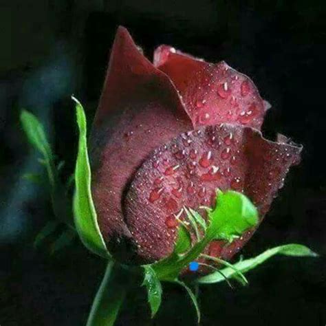 ألملكة سارة Hdxha5771 Twitter