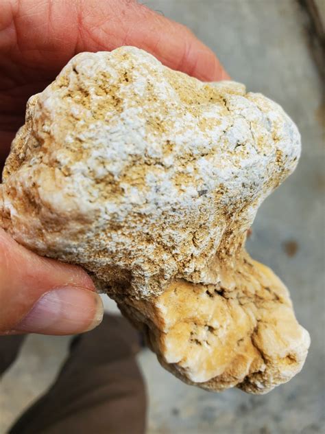 Kentucky Fossil Sponge Fossil Id The Fossil Forum