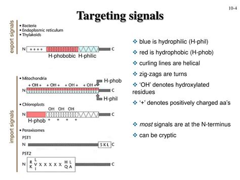 Ppt Protein Transport And Translocation Powerpoint Presentation Free