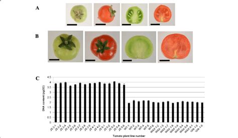 Seedless Phenotype In Transgenic Citjusacp Gusplus Tomato Lines A
