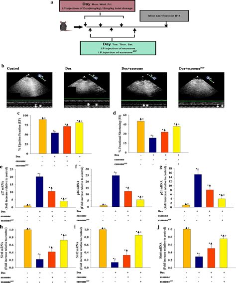Exosomes Derived From Mscs Pretreated With Mif Alleviated Dox Induced