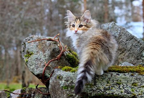 A Sweet Norwegian Forest Cat Kitten Standing On A Stone Stock Image