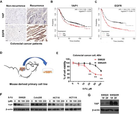 Yap Protein Levels By 5 Fu In Crc Cells A Immunohistochemical Ihc