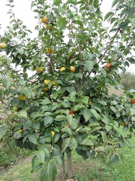 Persimmon Tree Care Top Tips For Healthy Trees