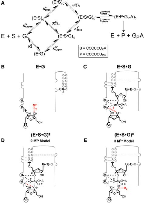 The Tetrahymena Group I Ribozyme Reaction A Framework Showing