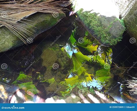 Seychelles Praslin Island Sea Coconut In The VallÃ©e De Mai Stock