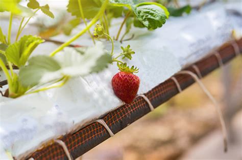 딸기 농장 재배 온실 실내 딸기 농장 안에 딸기 필드에서에서 신선한 딸기에에서 딸기 수경 법 행의 산업 성장 딸기 재배 0명에 대한 스톡 사진 및 기타 이미지 Istock