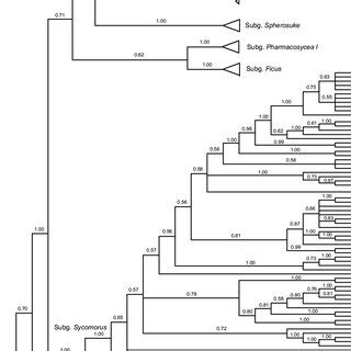 Phylogenetic Tree From The Bayesian Analysis Of The Combined Data Its