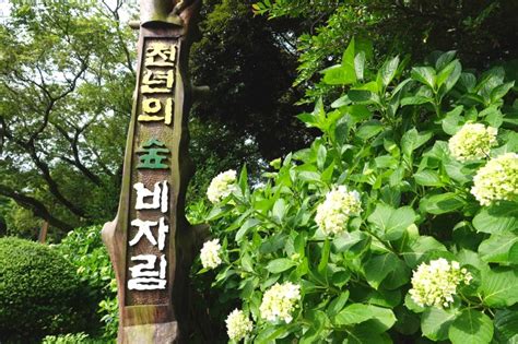 제주도 여행 천년의 숲 비자림 비자나무 네이버 블로그