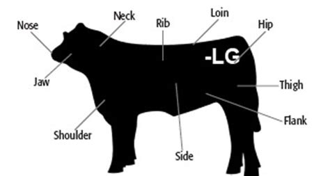 Decoding The Range The Secret Language Of Cattle Branding Arts