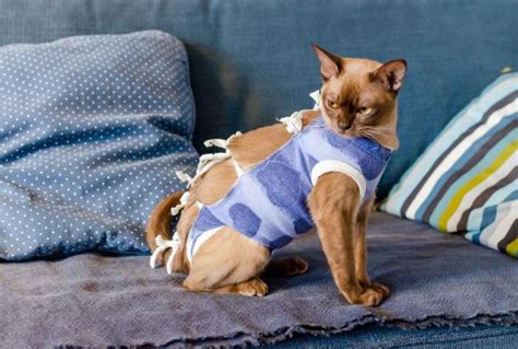 Cat Spay Incision Healing Process Infection Symptoms And Treatment