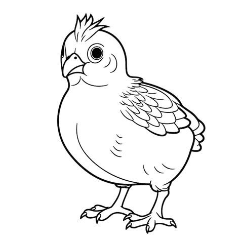 Codornices Para Colorear Para Niños Vector Premium