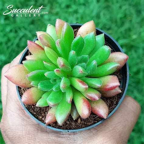 Echeveria Doris Taylor Succulent Gallery