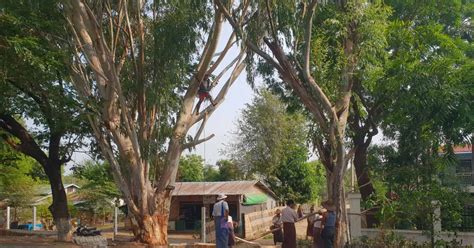 ဇေယျာသီရိမြို့နယ်၌ မေလ ၁၄ ရက်နေ့တွင် လေပြင်းတိုက်ခတ်၍ အက်ကွဲခဲ့သည့် သစ်ပင်များ ခုတ်ထွင်ရှင်းလင်း