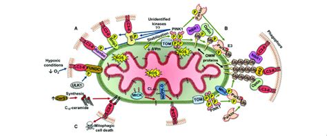 Three Different Types Of Mitophagy Pathway Ploumi Et Al 2017