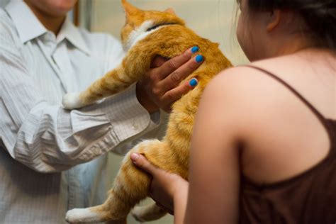 How To Know If Your Cat Is Dying 15 Steps Wikihow