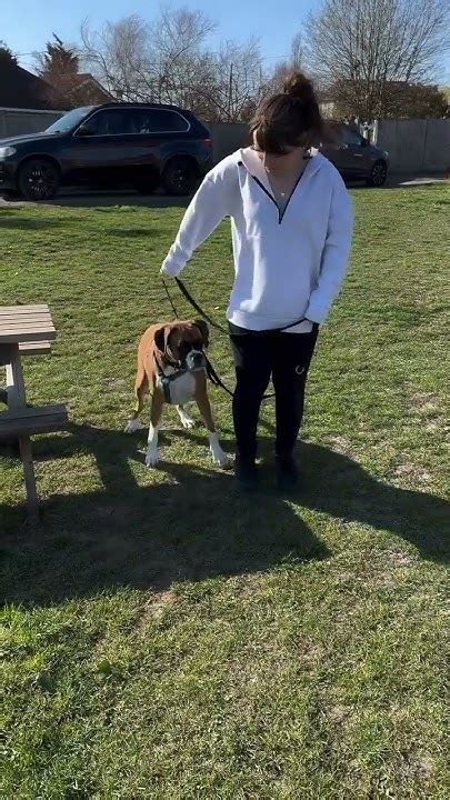 If Your Dog Lunges Pull Up On The Lead Pomeranian Cockapoo Shorts