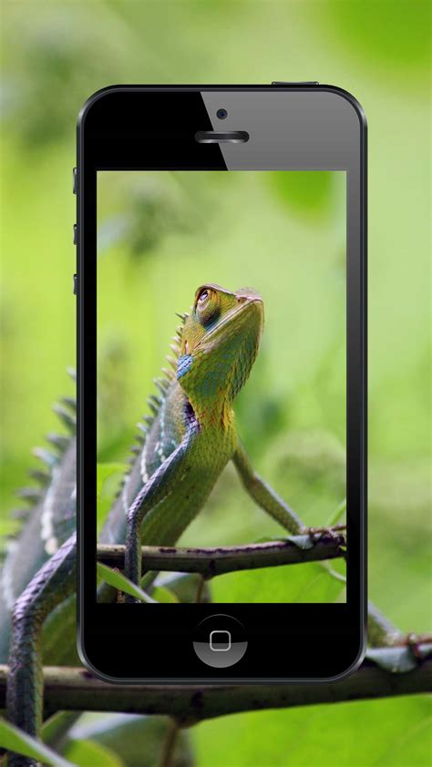 Lizard Wallpaper