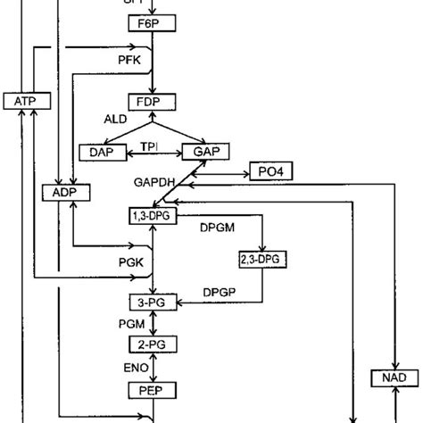 Schematic Presentation Of Glycolysis In Human Erythrocytes Download
