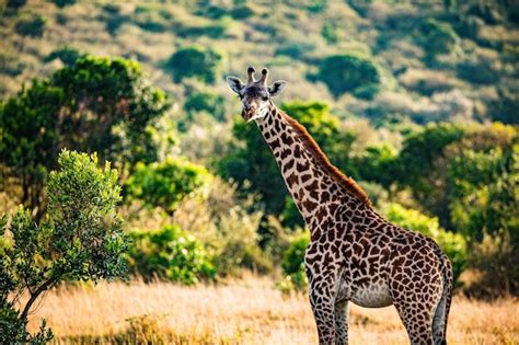 Girafa Maasai Animais Selvagens Mamíferos Savana Grassland Parque