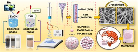 Evoh Encapsulating Blueberry Anthocyanin Dispersed In Pva Nanofibers For Real Time Shrimp