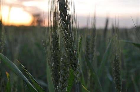 Wheat Crest Stock Photos Images And Backgrounds For Free Download