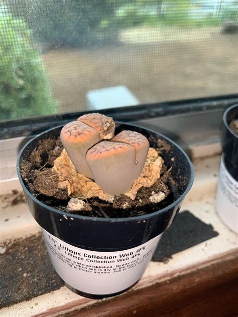 Lithops Living Stones