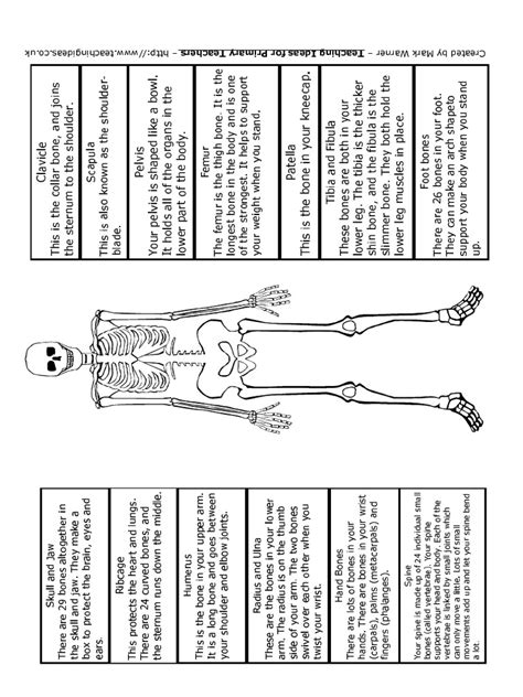 Year 4 Science Skeletons Full Labels Answers Pdf