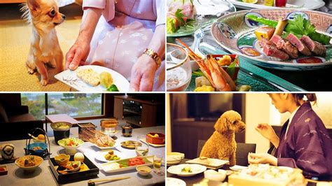 愛犬用のメニューも！ペットと一緒に食事ができるおすすめの宿 西日本編 一休コンシェルジュ
