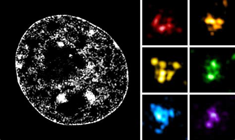 What Do Chromosomes Look Like And How Are Pairs Identified