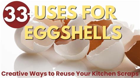 33 Uses For Eggshells Creative Ways To Reuse Your Kitchen Scraps My