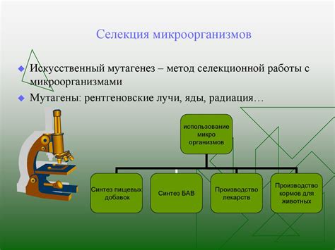 Селекция растений животных и микроорганизмов презентация онлайн