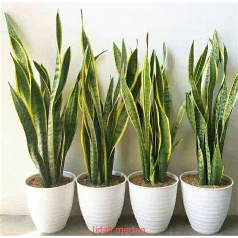 Jual Sansivera Lidah Mertua Kuning Sensivera Tanaman Hias Indoor