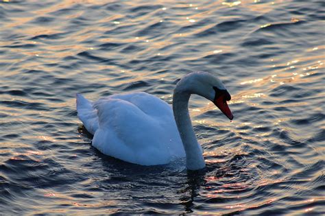 Bird Swan Ornithology Free Photo On Pixabay Pixabay