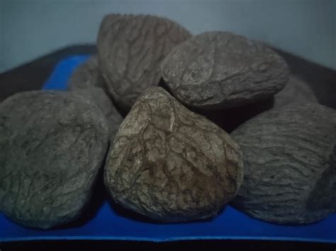 11 Manfaat Kluwek Untuk Kesehatan Bukan Hanya Berguna Untuk Sekedar
