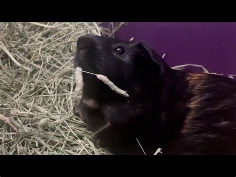 Eating Hay Fuzzies - June 23, 2024 - YouTube