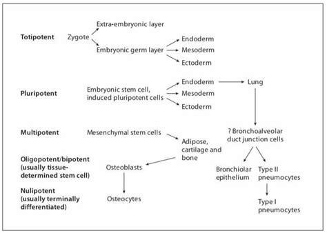The Stem Cell Hierarchy Download Scientific Diagram