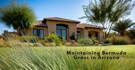 12 Month Plan For Maintaining Bermuda Grass In Arizona Coast To Coast