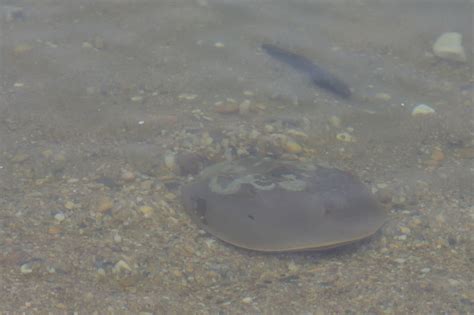 Merostomata