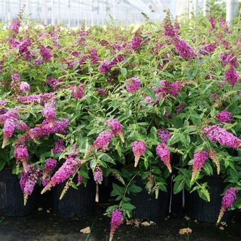 Miss Violet Butterfly Bush Proven Winners Colorchoice Flowering Shrubs