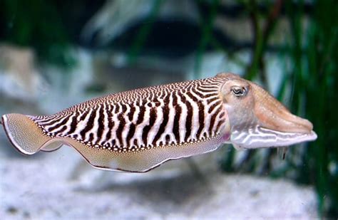 Cuttlefish Description Habitat Image Diet And Interesting Facts