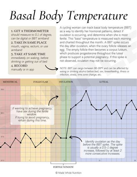 Basal Body Temperature Artofit