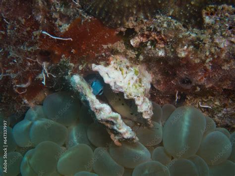 Red Seas Hidden Treasures Tiny Gobies Find Refuge Inside Bivalve Shells Amidst A Vibrant