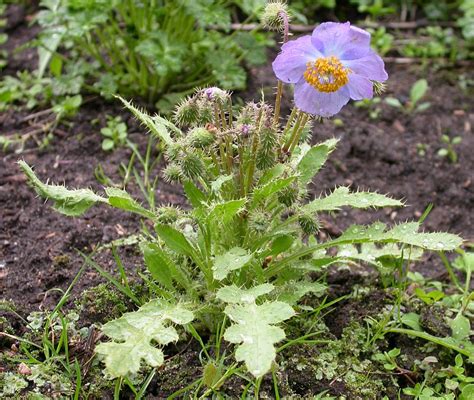 Meconopsis aculeata - Изображение особи - Плантариум