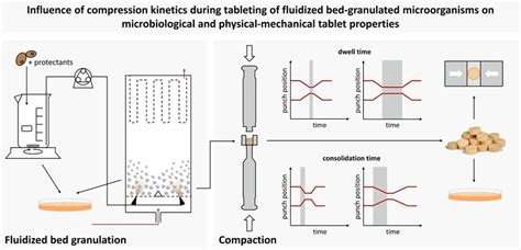 Influence Of Compression Kinetics During Tableting Of Fluidized Bed Granulated Microorganisms On
