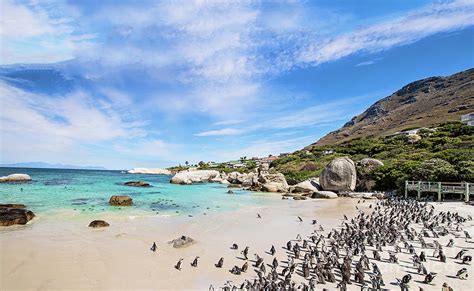 Boulders Beach Cape Town Sa Panorama Photograph By Scott Pellegrin