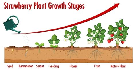 Premium Vector Strawberry Plant Growth Stages